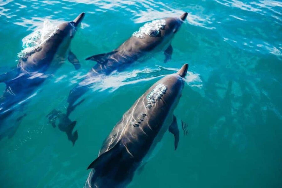 Snorkeling with Dolphins in Trincomalee - What You Can Expect During the Tour