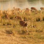 Spot Tigers and other wild of Ranthambore on a Day-Same Tour - Who Should Consider This Tour?