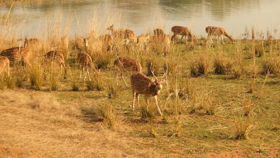 Spot Tigers and other wild of Ranthambore on a Day-Same Tour - Who Should Consider This Tour?