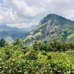 Sri Lanka 3-day Private Tour: Kandy, Nuwara Eliya, Ella - What Travelers Can Expect: Logistics and Value