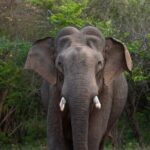 Sri Lanka Round Tour-Sigiriya, Ella Train Ride Safari Adventure - Why This Tour Stands Out