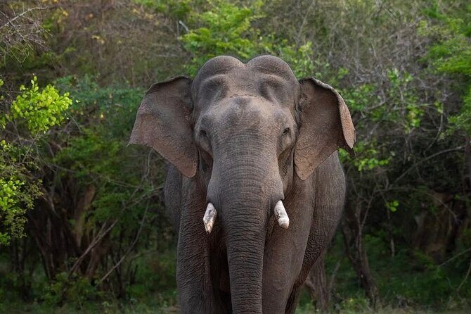 Sri Lanka Round Tour-Sigiriya, Ella Train Ride Safari Adventure - Why This Tour Stands Out