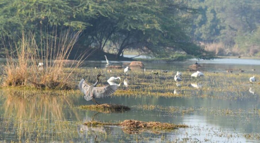 Sultanpur Bird Sanctuary: 2-Day Tour from Delhi - Evaluating the Value and Price