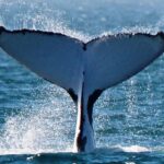 Sunset Cruise Wildlife Watching - An In-Depth Look at the Sunset Cruise Wildlife Watching