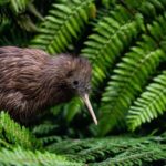 SUPER DEAL: Ruakuri Caves, Te Puia Rotorua & Blue Springs - Ruakuri Caves: The Glowworm Wonderland