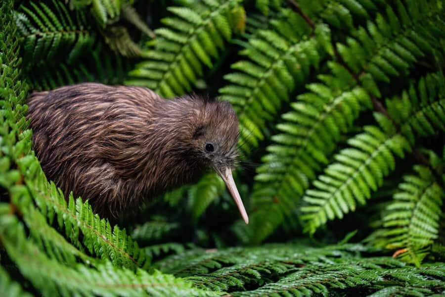 SUPER DEAL: Ruakuri Caves, Te Puia Rotorua & Blue Springs - Ruakuri Caves: The Glowworm Wonderland