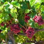 Swan Valley Wine Discovery: Private Tour from Perth - Final Thoughts: Who Is This Tour For?