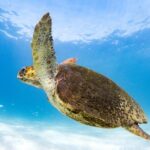 Swim with Whale Sharks in the Ningaloo Reef: 3 Island Shark Dive - Itinerary Breakdown: What Makes Each Part Special