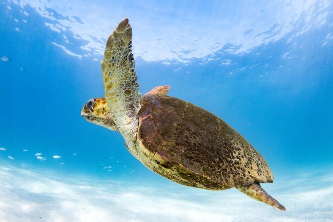 Swim with Whale Sharks in the Ningaloo Reef: 3 Island Shark Dive - Itinerary Breakdown: What Makes Each Part Special