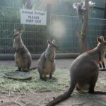 Sydney: Blue Mountains and F. Wildlife Park - Private Tour - Who Will Love This Tour?