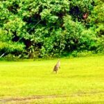 Sydney Blue Mountains Day Trip with Scenic World Entry - What Makes Scenic World Special