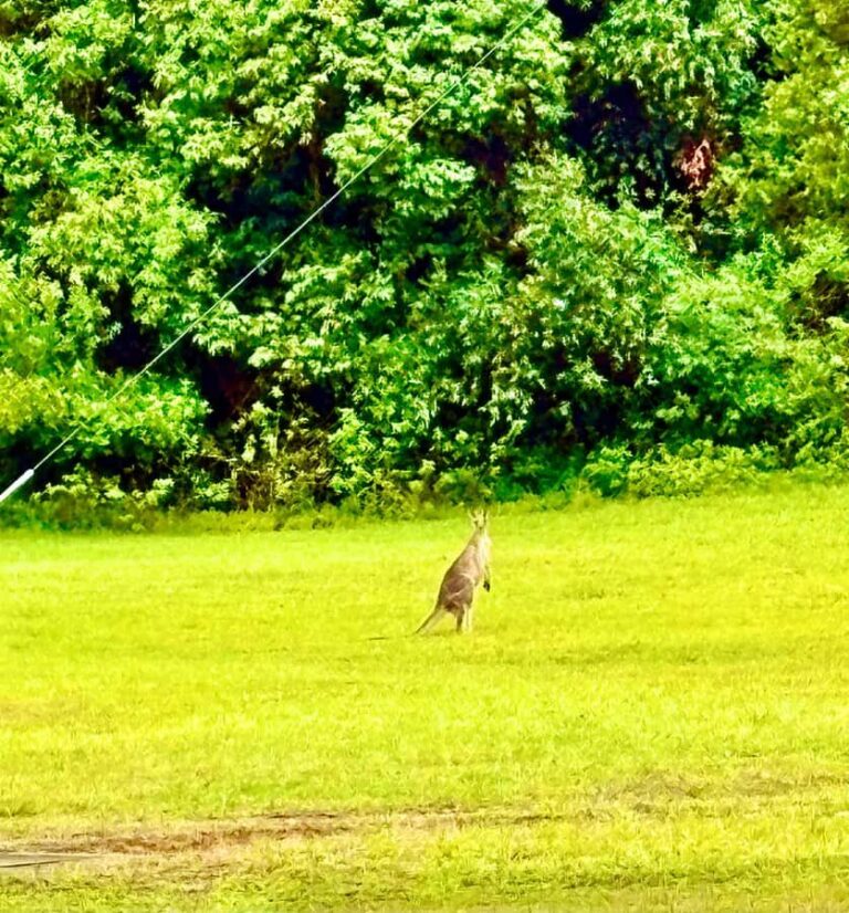 Sydney Blue Mountains Day Trip with Scenic World Entry - What Makes Scenic World Special