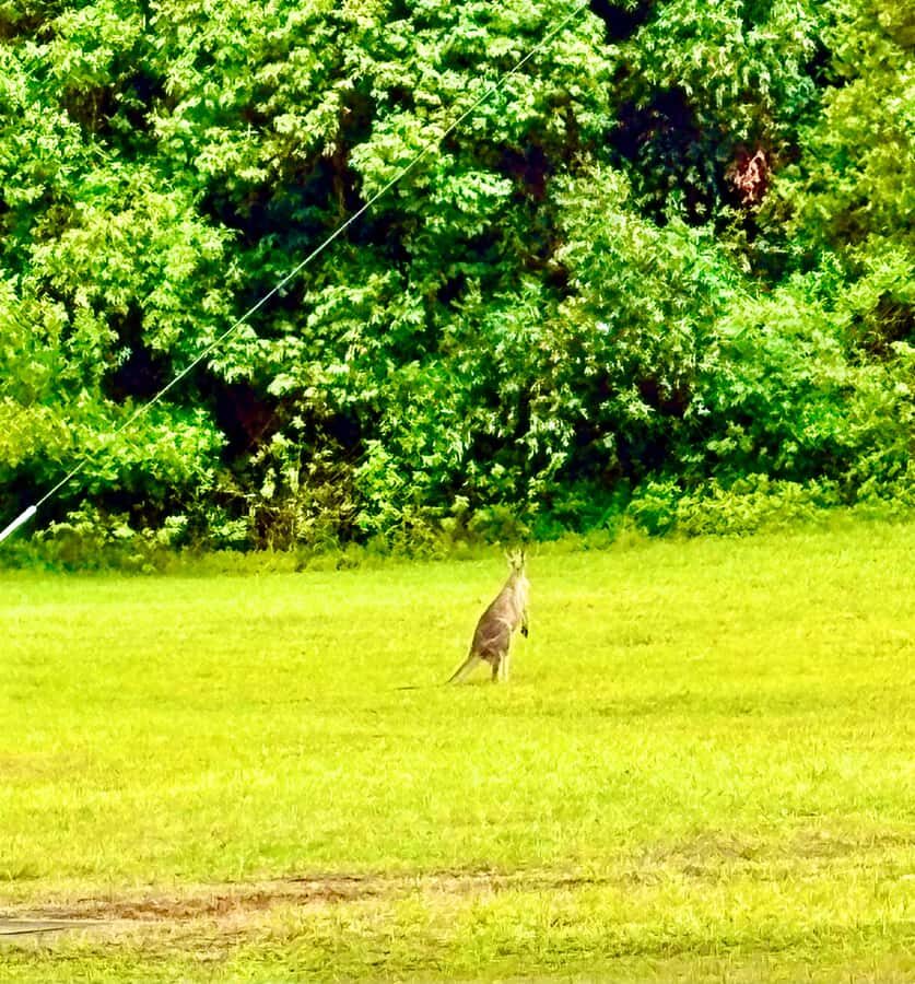 Sydney Blue Mountains Day Trip with Scenic World Entry - What Makes Scenic World Special