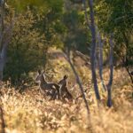 Sydney: Blue Mountains Kangaroos, Wilderness and Sunset Tour - FAQ