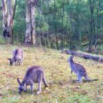 Sydney: Blue Mountains Private Wildlife Adventure Tour - The Itinerary in Detail