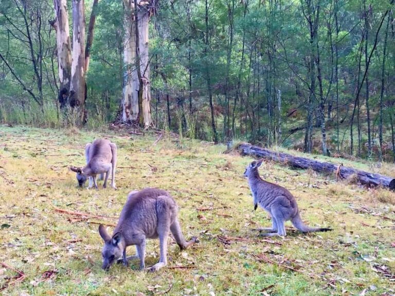 Sydney: Blue Mountains Private Wildlife Adventure Tour - The Itinerary in Detail