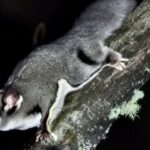 Sydney Guided Wildlife Walk Explore Birds and Nature - Who Will Love This Tour?