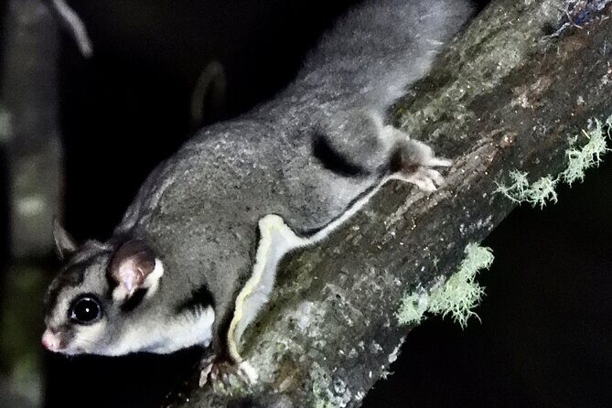 Sydney Guided Wildlife Walk Explore Birds and Nature - Who Will Love This Tour?
