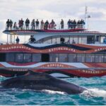 Sydney Harbour Whale Watching Experience - The Experience in Detail