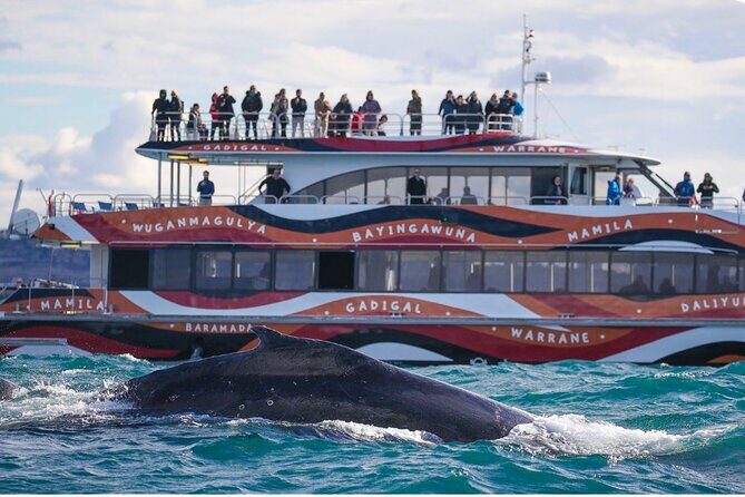 Sydney Harbour Whale Watching Experience - The Experience in Detail