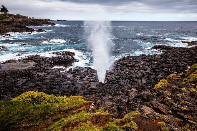 Sydney South Coast Day Tour  Kiama Blowhole & Sea Cliff Bridge - Practical Details: What to Expect