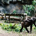 Sydney Taronga Zoo Wild Australia Experience - The Itinerary: What You’ll See and Do