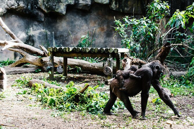 Sydney Taronga Zoo Wild Australia Experience - The Itinerary: What You’ll See and Do