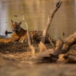 Tadoba wild life tour - FAQs