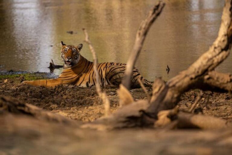 Tadoba wild life tour - FAQs