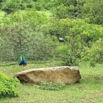 Tangalle to Katunayaka Air Port - Who Is This Service Best For?