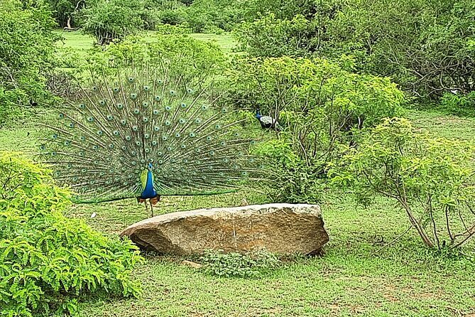 Tangalle to Katunayaka Air Port - Who Is This Service Best For?