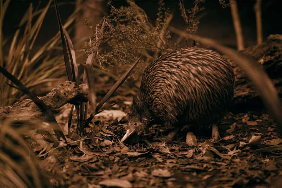 Te Puia: Te P Indigenous Combo - Tour, Dinner + Haka - Practical Details and Tips