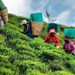 Tea Fields & Factory Tour - Who Will Love This Tour?