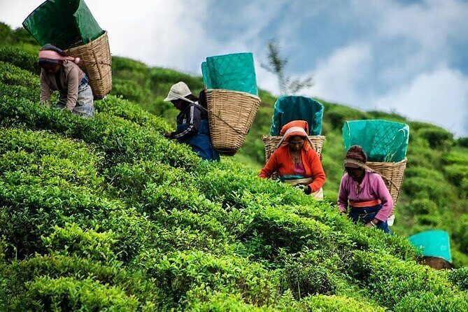 Tea Fields & Factory Tour - Who Will Love This Tour?
