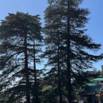 The Story Of Himalayas - A Journey from Amritsar to Dharamshala - An In-Depth Look at the Tour