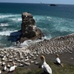 The Ultimate Muriwai Gannet Colony Experience Private Tour - Exploring the Itinerary: What You’ll Experience