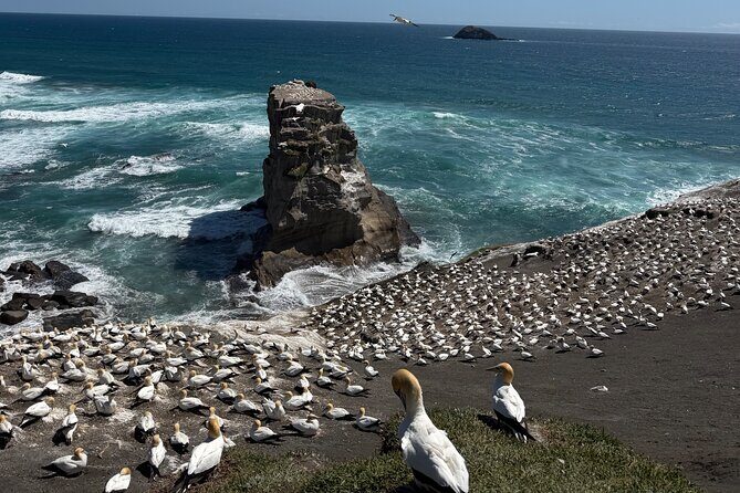 The Ultimate Muriwai Gannet Colony Experience Private Tour - Exploring the Itinerary: What You’ll Experience