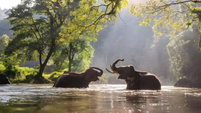 Thekkady Adventure: Off-Road Jeep Safari & Vagamon Tour - What Makes This Tour Valuable?