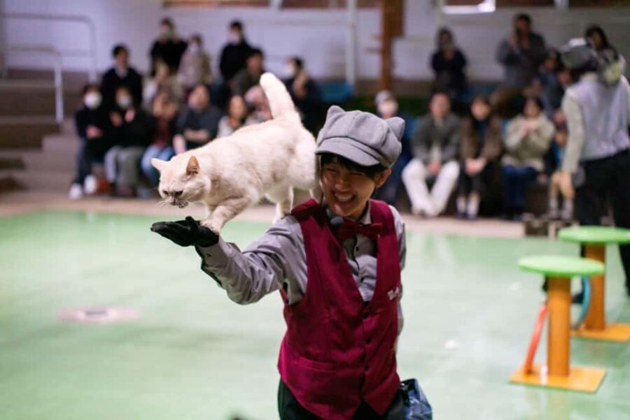 Tochigi: Nasu Animal Kingdom Entry Ticket - Who Will Love Nasu Animal Kingdom?