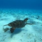 Tohora Bora Bora Snorkeling Lagoon Tours - Value and Pricing