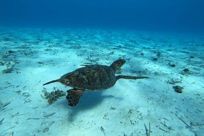 Tohora Bora Bora Snorkeling Lagoon Tours - Value and Pricing