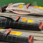 Tokyo: Toyosu Tuna Auction &Tsukiji Market Gourmet Adventure - Authenticity & Insider Tips