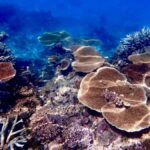 Townsville & Magnetic Island: MOUA & Reef Scuba Experience - Practical Aspects and Value