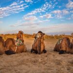 Transfer from Khiva to Bukhara by Fortresses - What Travelers Can Expect