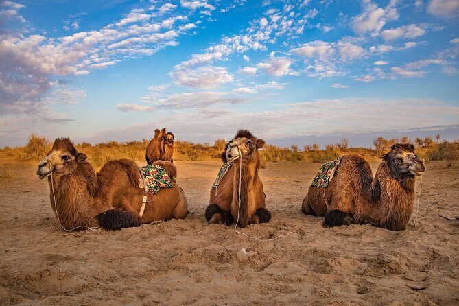 Transfer from Khiva to Bukhara by Fortresses - What Travelers Can Expect