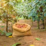 Tree of Life's Coffee Heritage Trail - Breaking Down the Itinerary