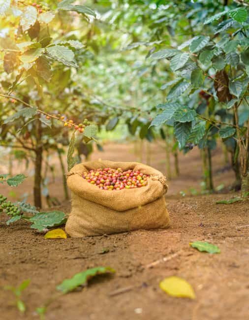 Tree of Life's Coffee Heritage Trail - Breaking Down the Itinerary