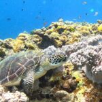 Turtle Snorkeling in Ishigaki - Fluent English! Small Group! - Authentic Insights from Travelers