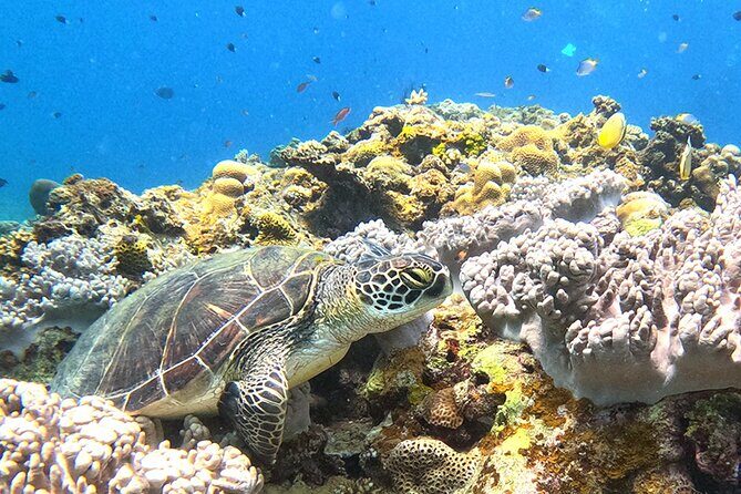 Turtle Snorkeling in Ishigaki - Fluent English! Small Group! - Authentic Insights from Travelers
