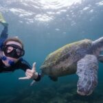 Tweed Heads: Snorkel With the Turtles - What the Tour Looks Like Step-by-Step